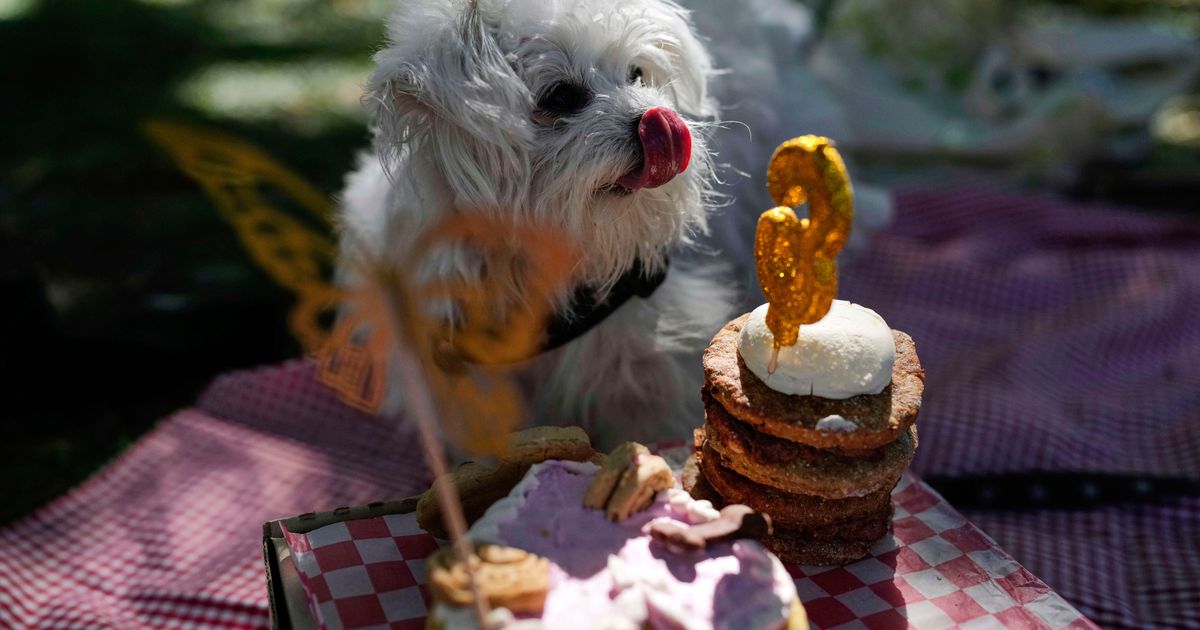 As more Argentines go childless, pampered dogs become part of the ...