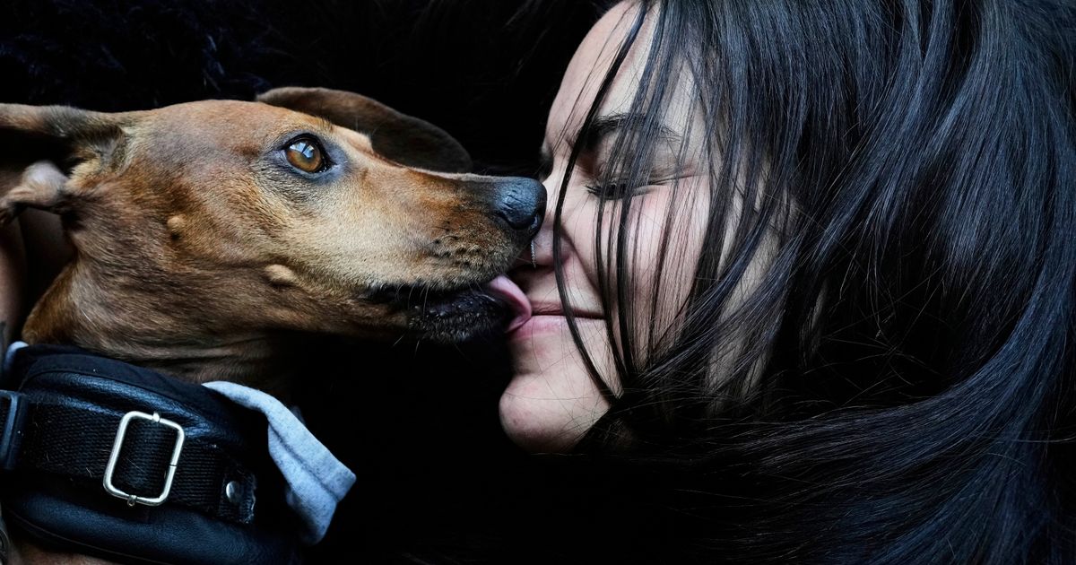 AP PHOTOS: As more Argentines go childless, pampered dogs become part ...