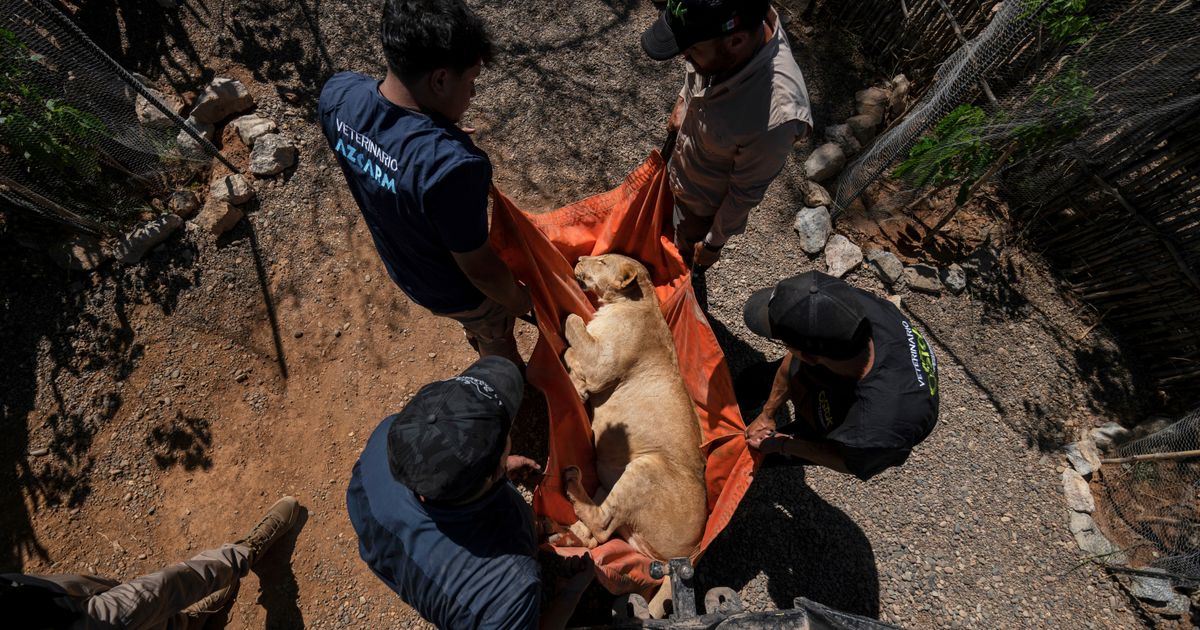 AP PHOTOS: Tigers, jaguars and elephants are the latest to flee Mexico ...