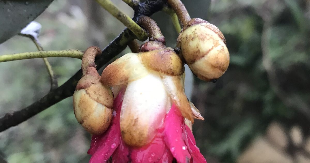 A rare plant blooms in Seattle, a first for North America | The Seattle ...