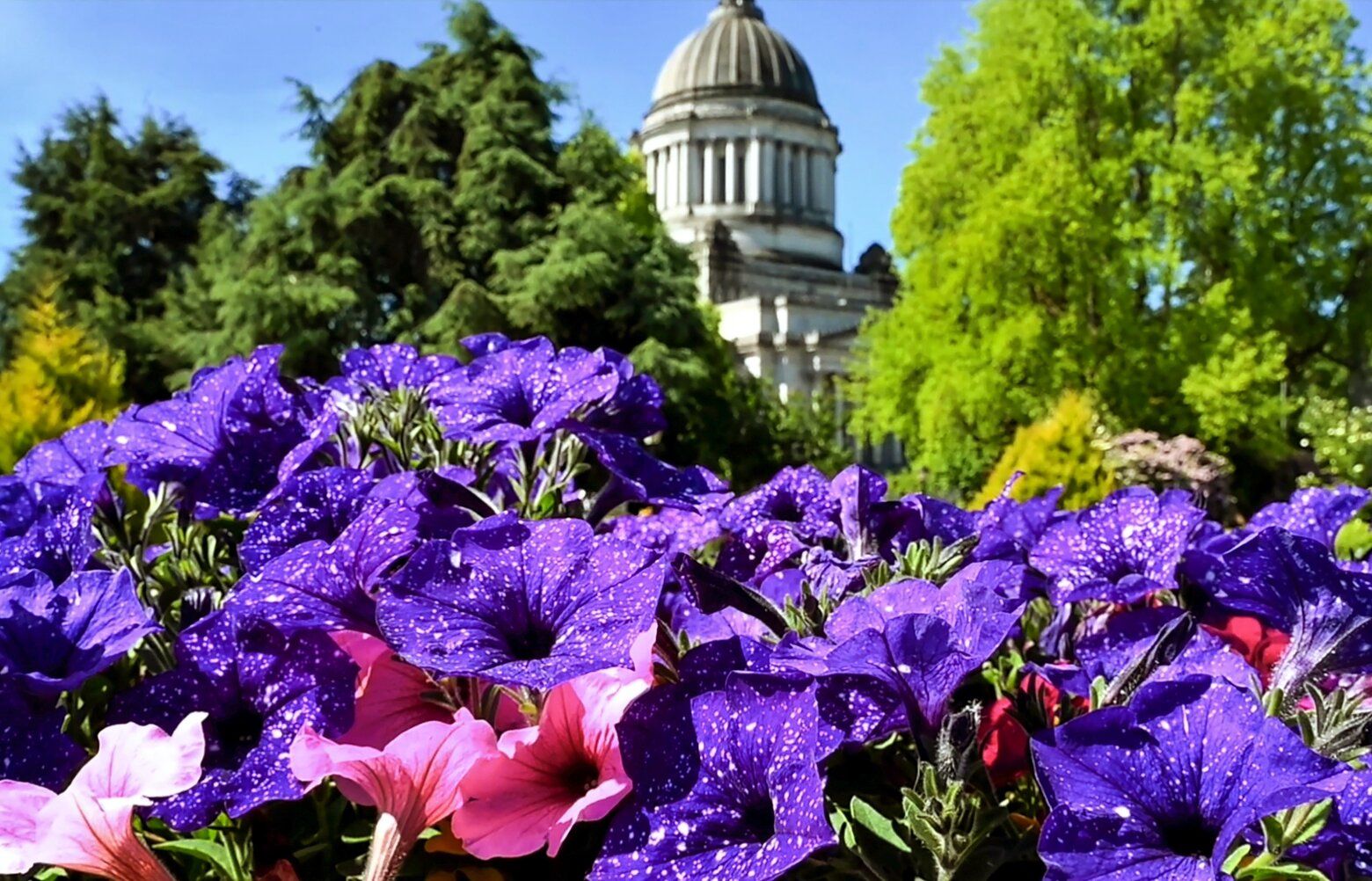 Garden | The Seattle Times