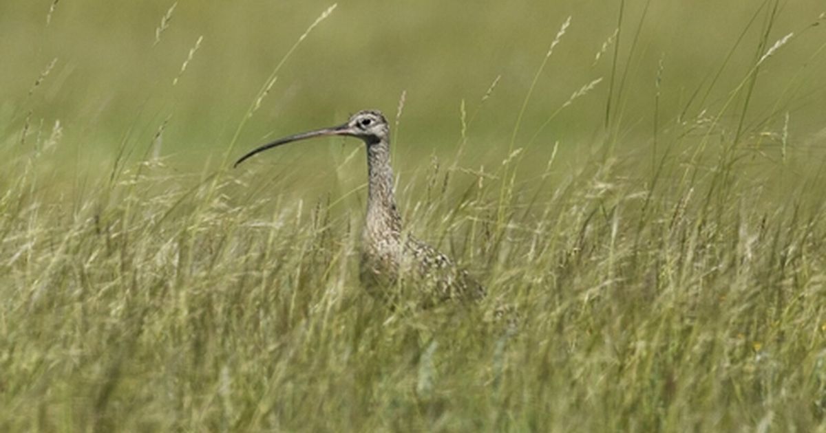 A grassland bird eavesdrops on prairie dog calls to keep itself safe ...