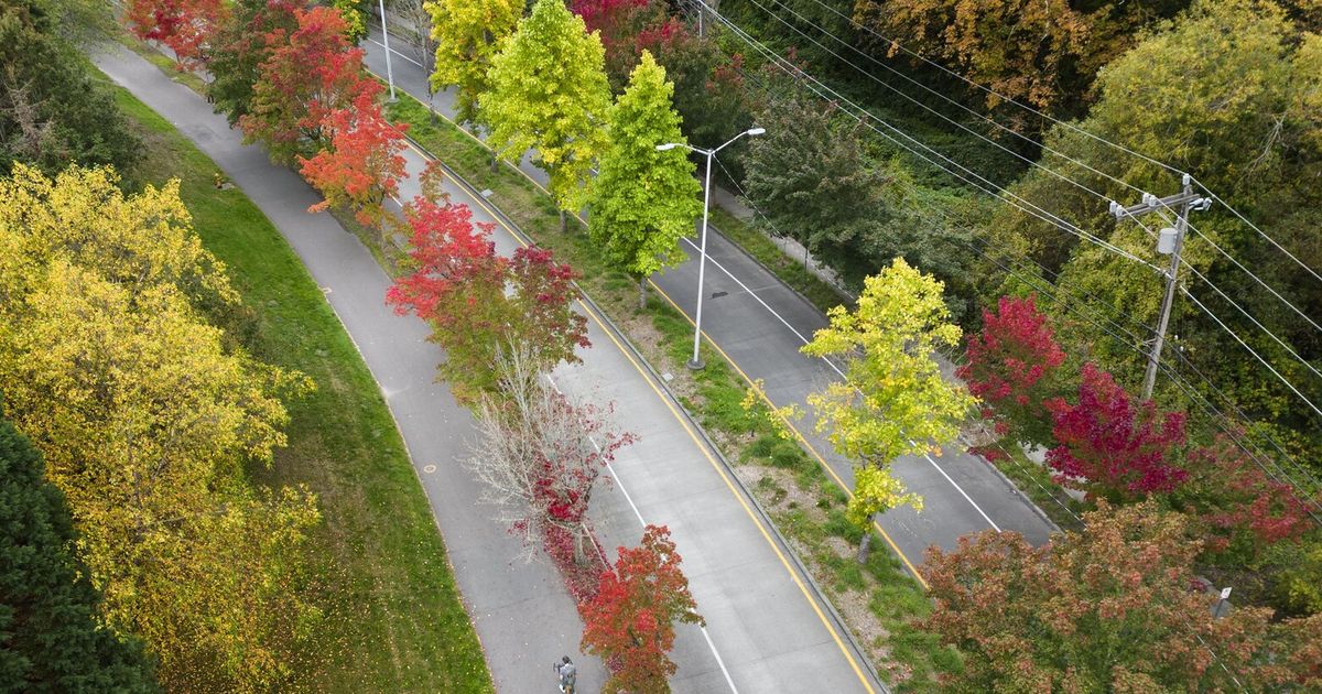 Make South Seattle cool again: Let’s plant 10,000 trees by 2030 | The ...