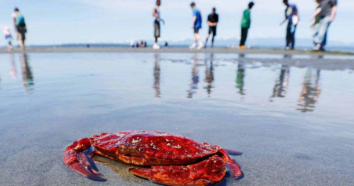 Seattle weather: Next round of the year’s lowest tides and wet skies ...