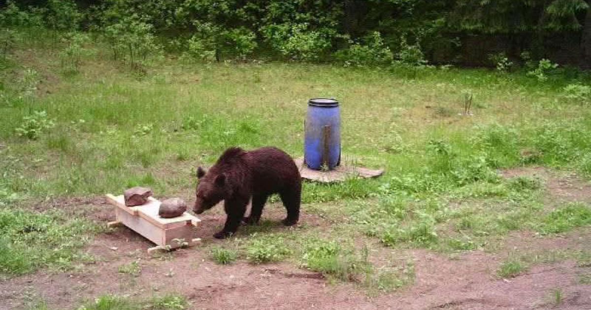 A wild bear enters Lithuania’s capital. Hunters refuse a government ...