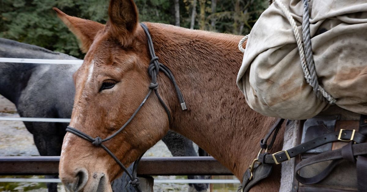 It takes mule power and trust to keep Olympic National Park’s ...