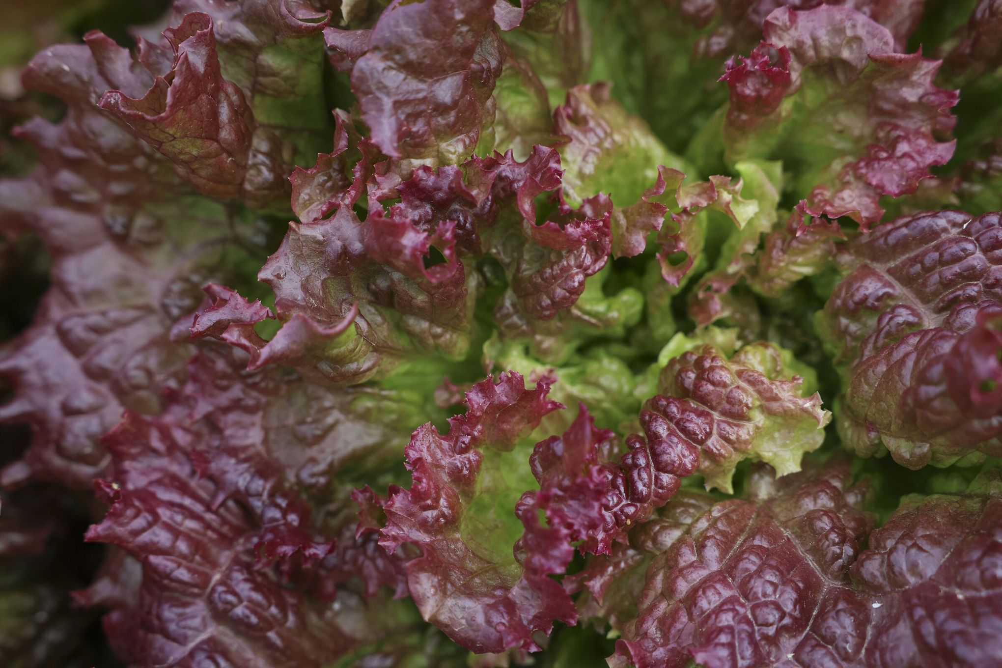 Change has come to Carnation Farms, which is still a beacon for big ...