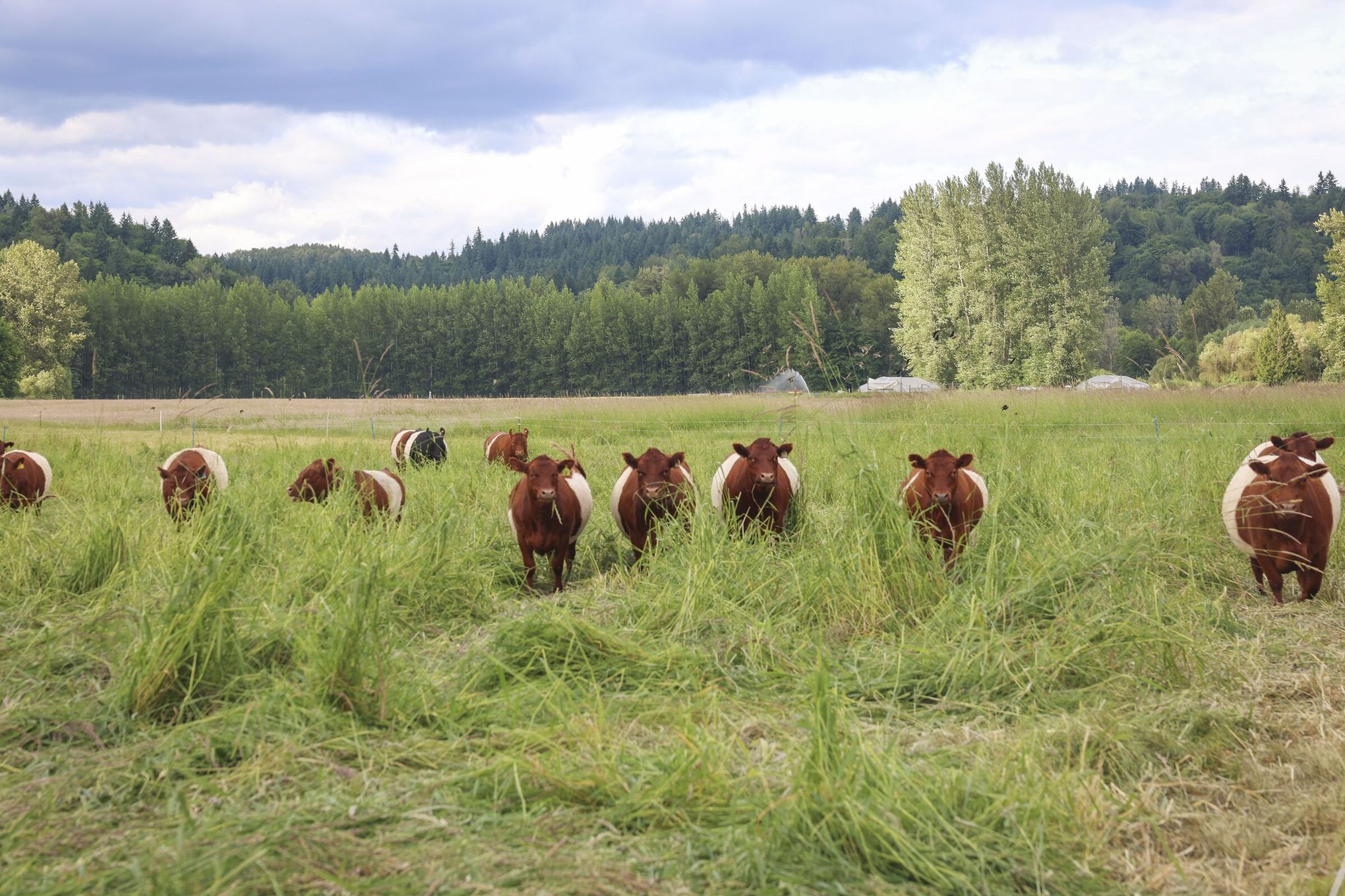 Change has come to Carnation Farms, which is still a beacon for big ...