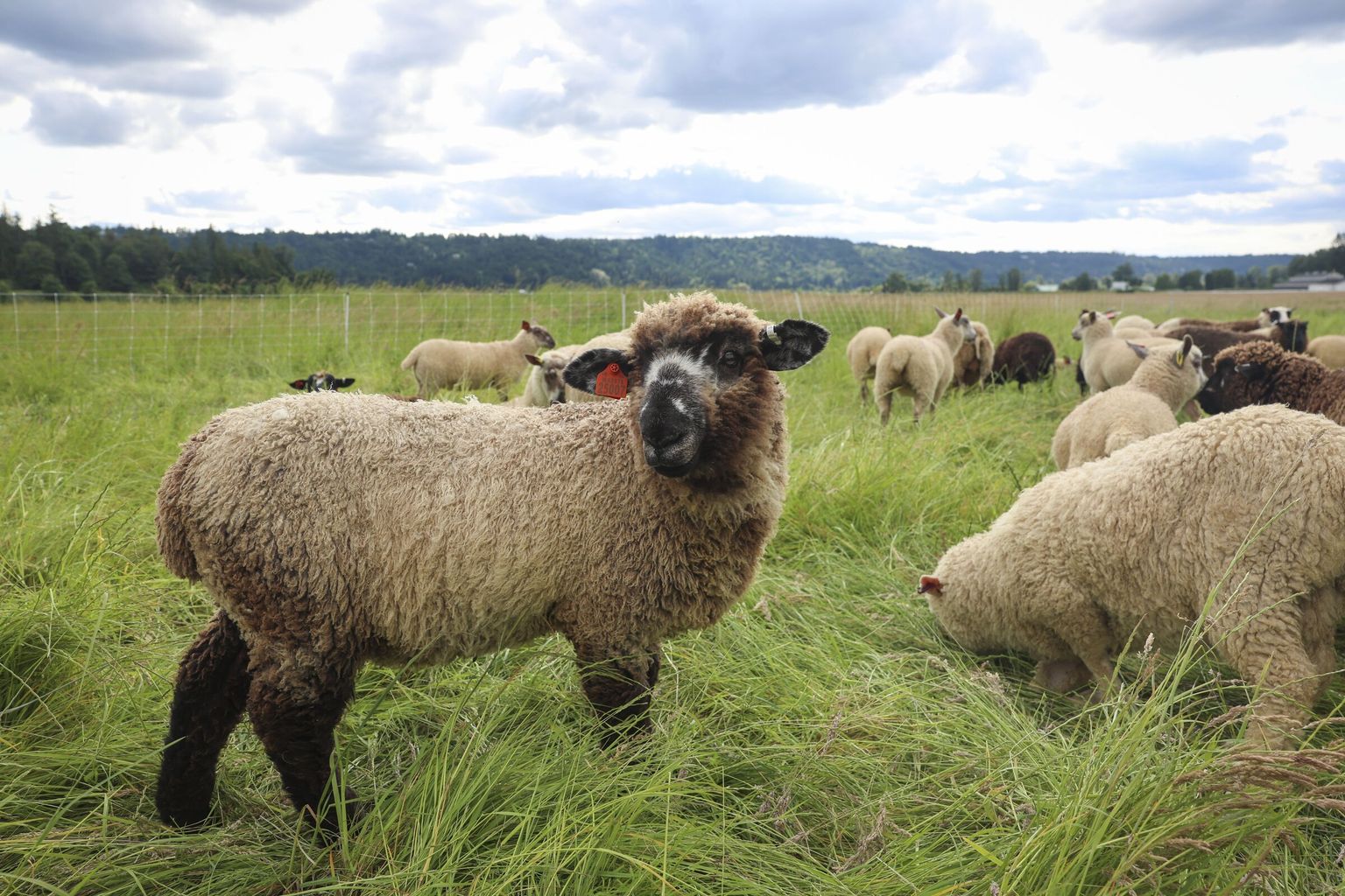Change has come to Carnation Farms, which is still a beacon for big ...