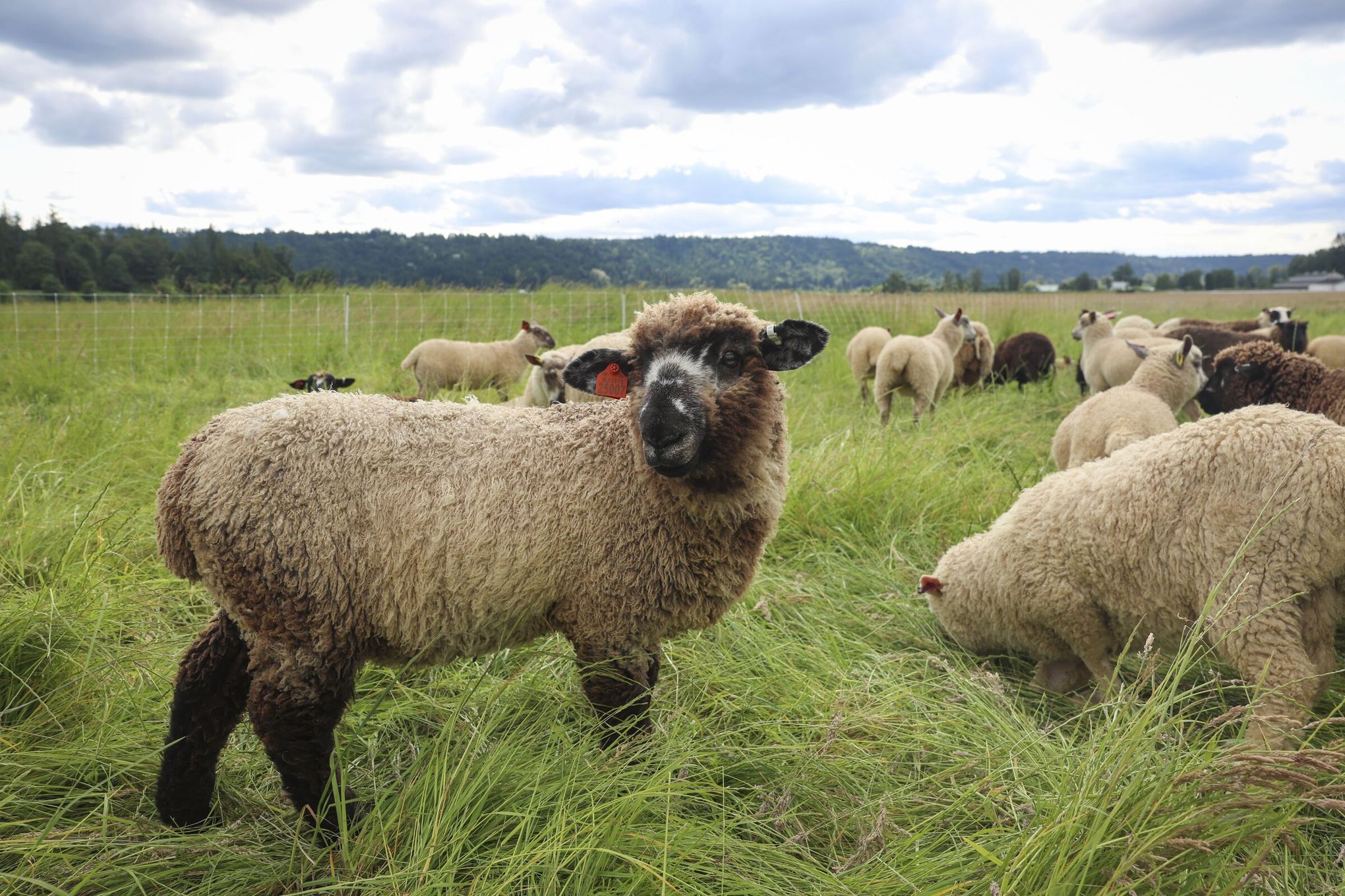Change has come to Carnation Farms, which is still a beacon for big ...