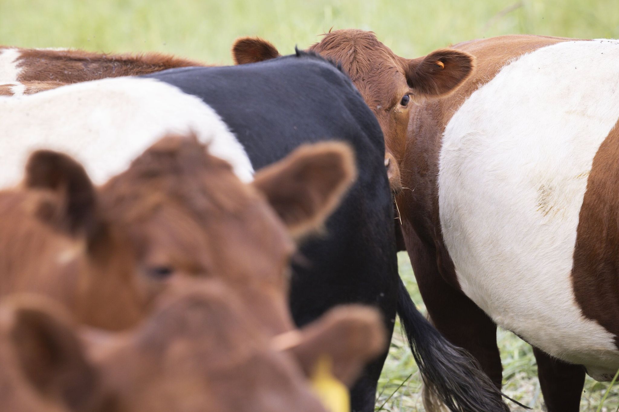 Change has come to Carnation Farms, which is still a beacon for big ...