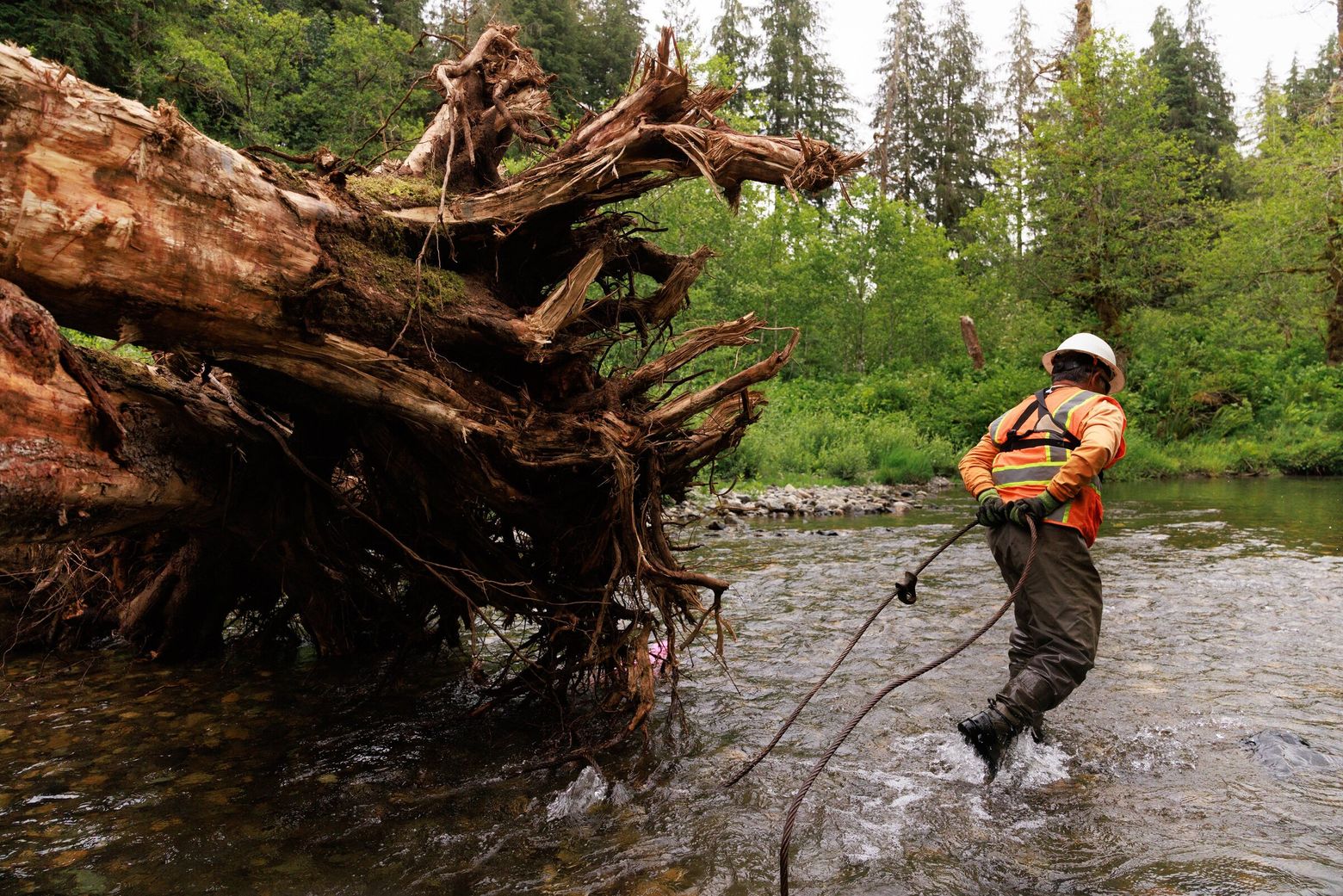 How the Tulalip Tribes are using a helicopter to restore a salmon river ...
