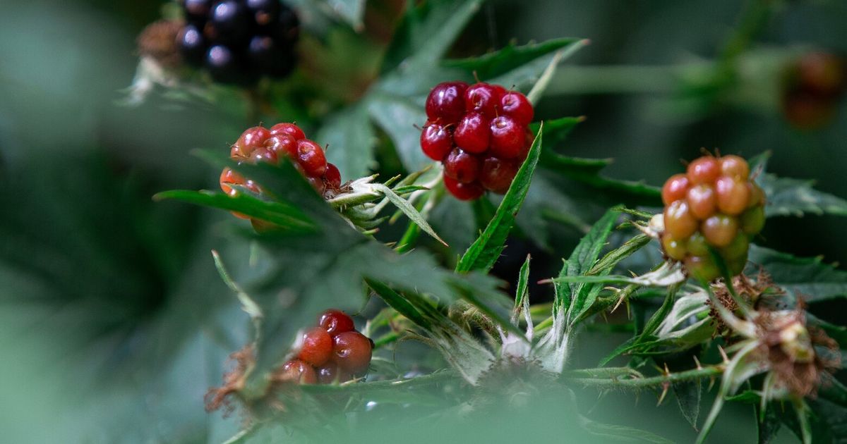 Berry picking at these 7 WA trails makes for tasty summer fun | The ...