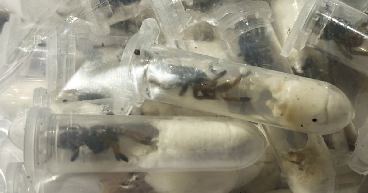 German customs officials show images of tarantulas hidden in spongecake ...