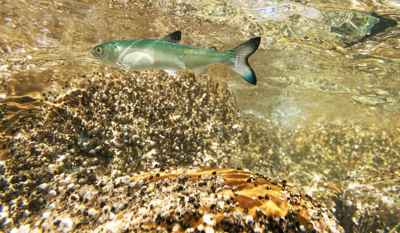 Seattle’s new waterfront is alive — if you know where to look | The ...