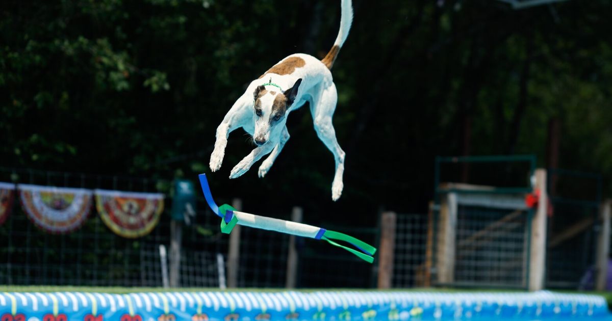 WA’s dock diving dogs make a big splash | The Seattle Times