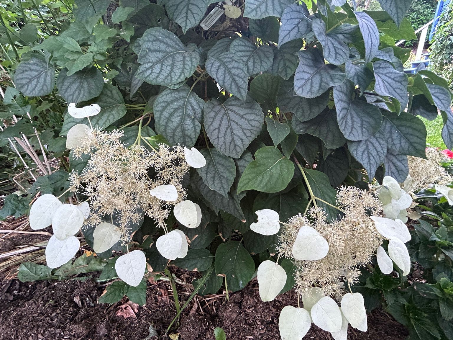Create a garden that shines after dark | The Seattle Times