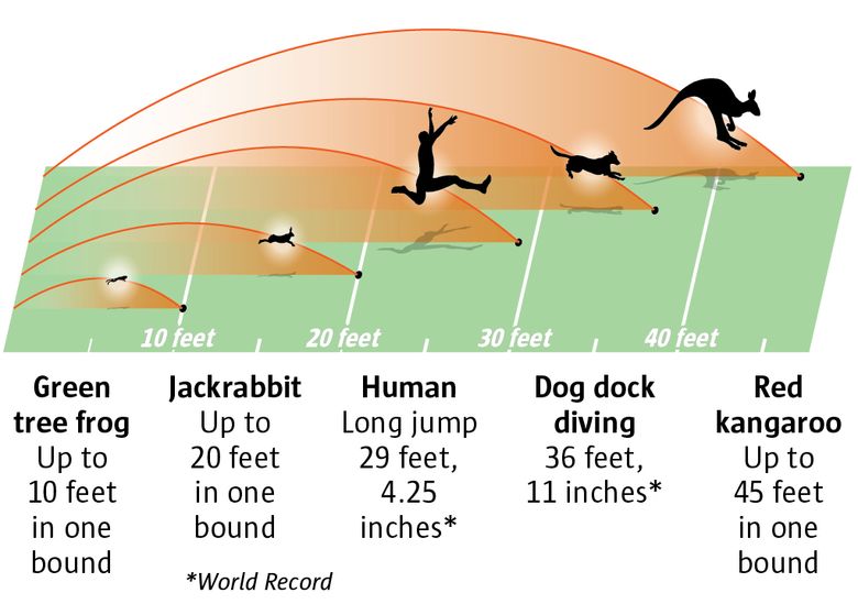 WA’s dock diving dogs make a big splash | The Seattle Times