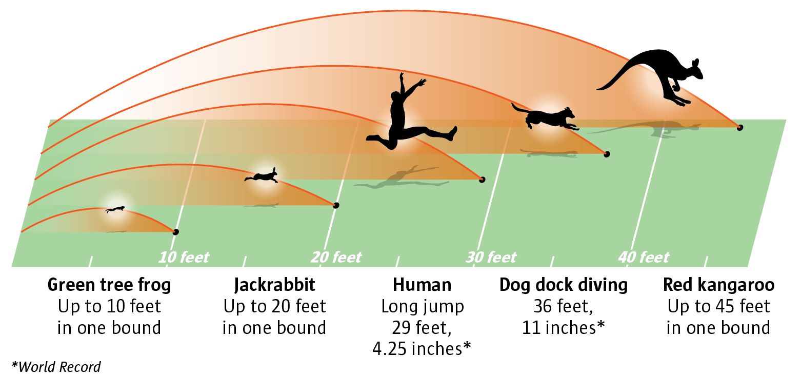 WA’s dock diving dogs make a big splash | The Seattle Times