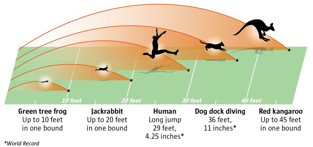 WA’s dock diving dogs make a big splash | The Seattle Times