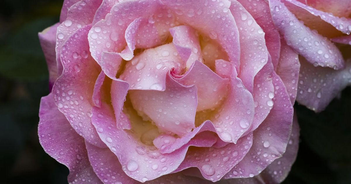 A rosy refuge: Stroll this Seattle rose garden at peak bloom | The ...