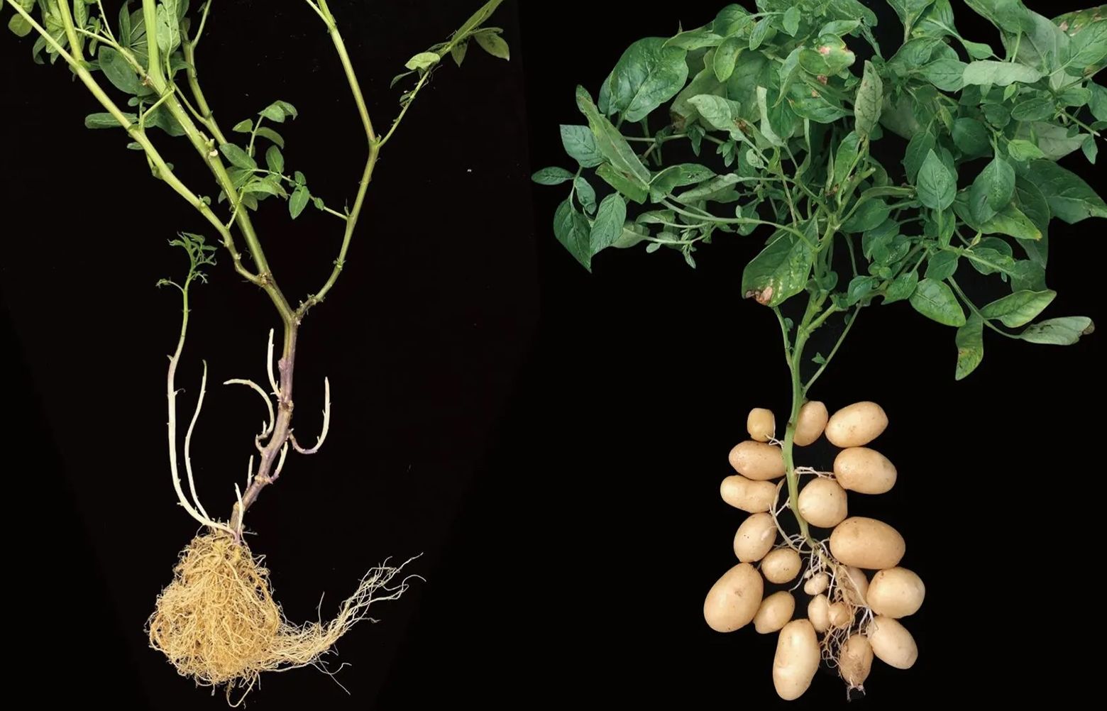 Garden | The Seattle Times