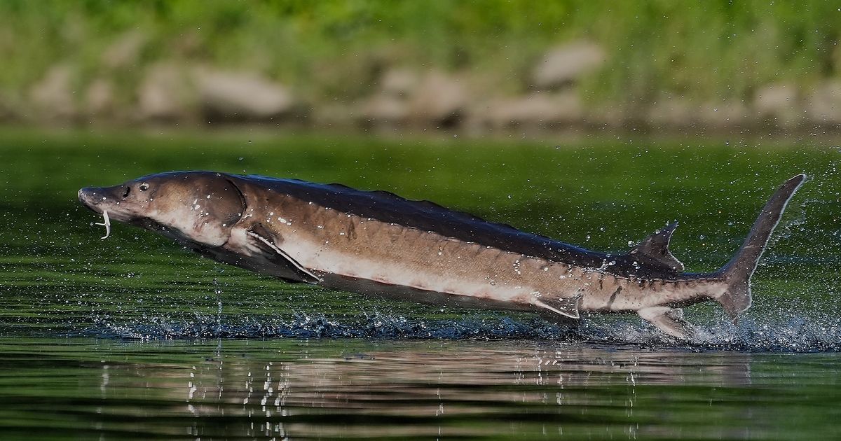 Leaping sturgeon provide a show for nature lovers on Maine rivers | The ...