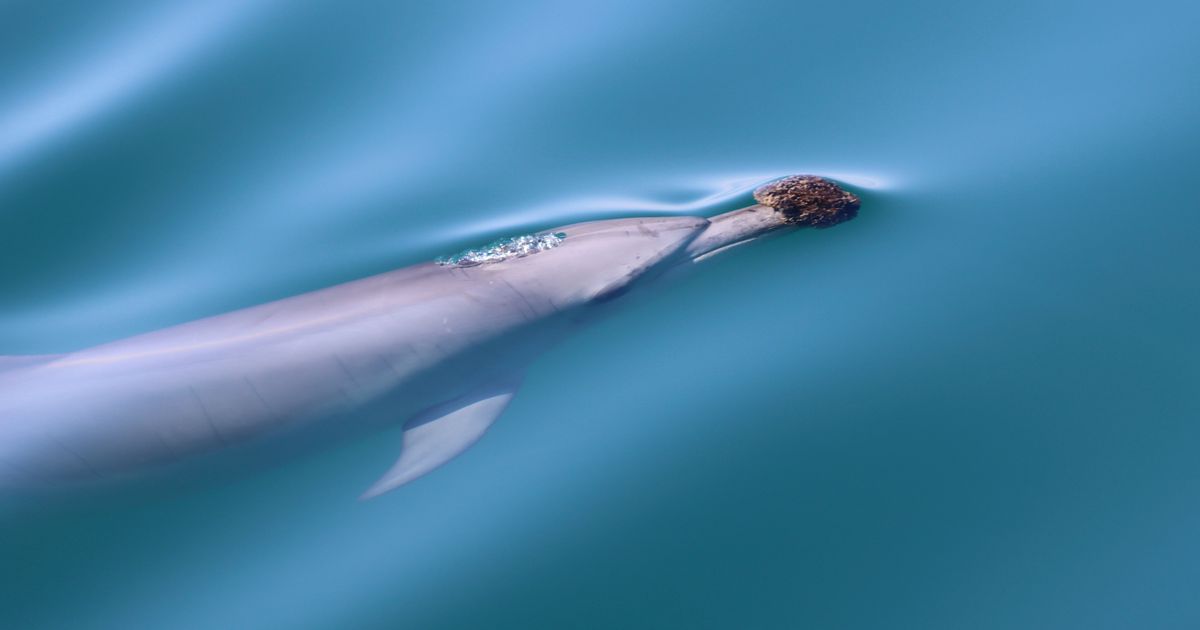 Some Australian dolphins use sponges to hunt fish, but it’s harder than ...