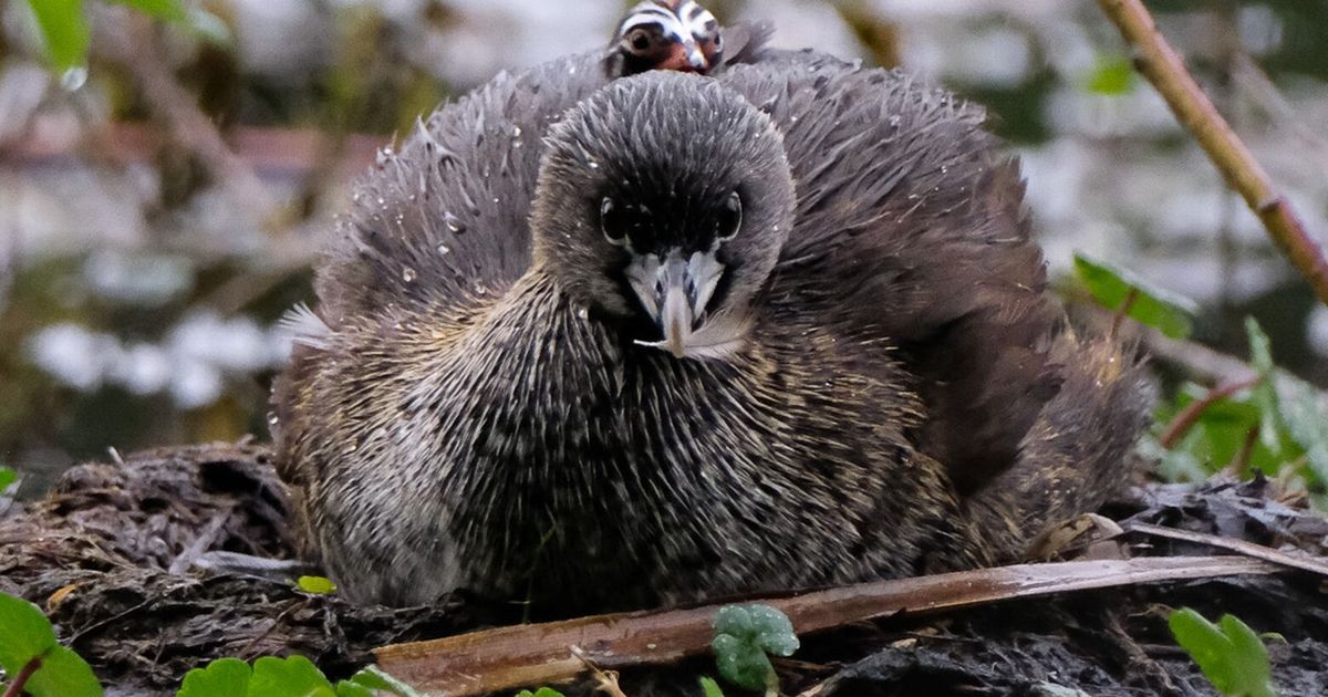 Can you spot the baby birdie? | The Seattle Times