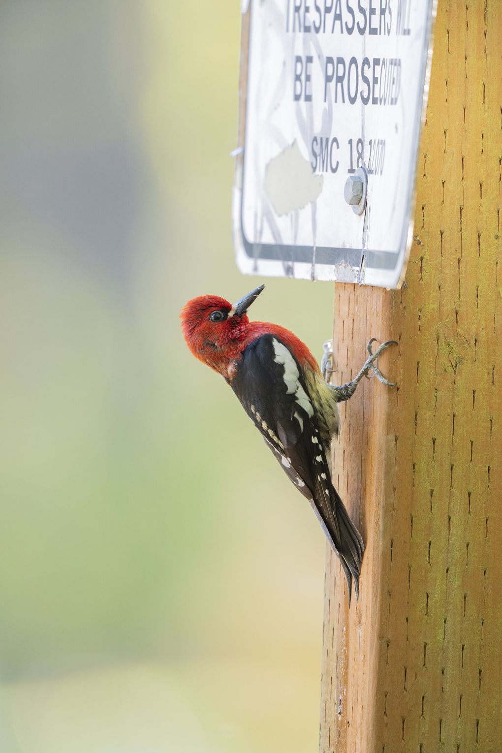 How woodpeckers provide the heartbeat of forests and neighborhoods ...