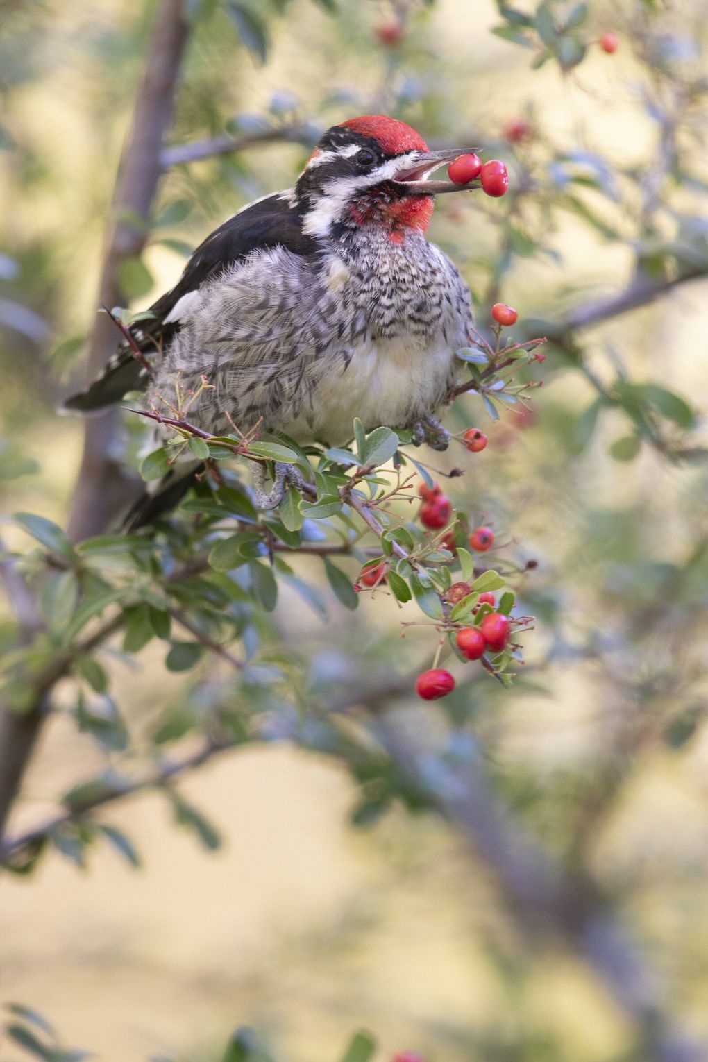 How woodpeckers provide the heartbeat of forests and neighborhoods ...