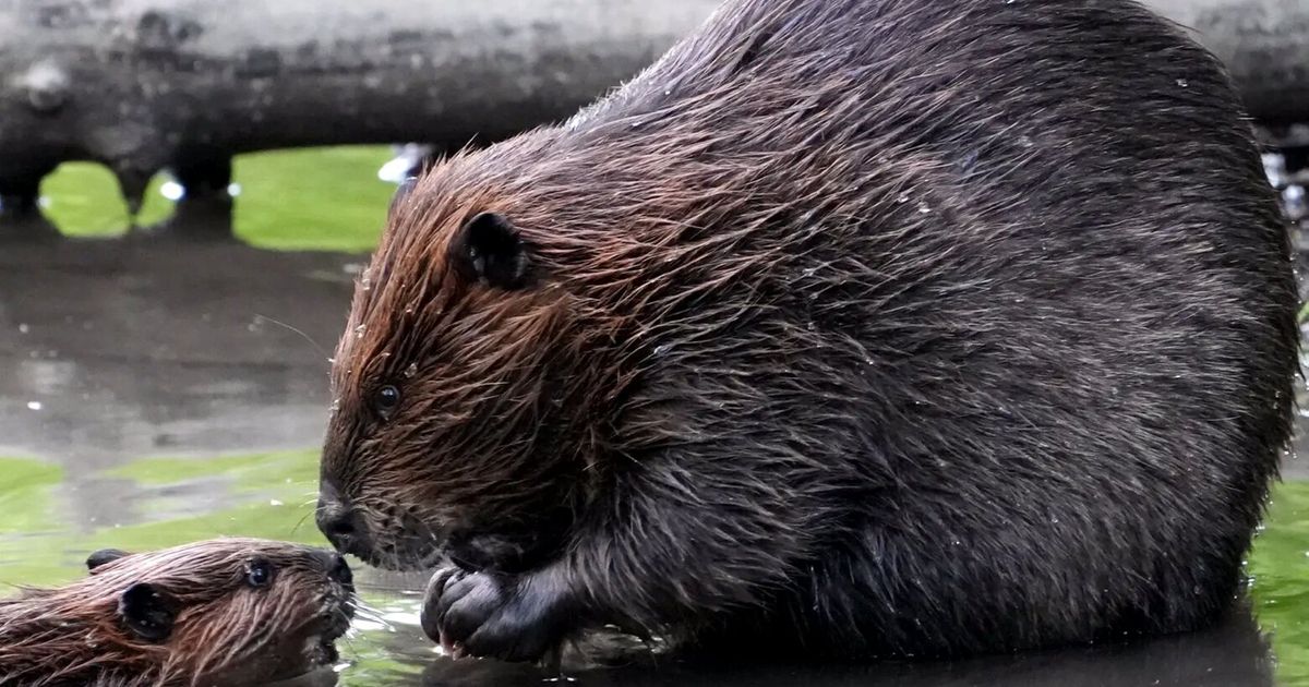 A new West Seattle film encourages us to leave it to the beavers | The ...