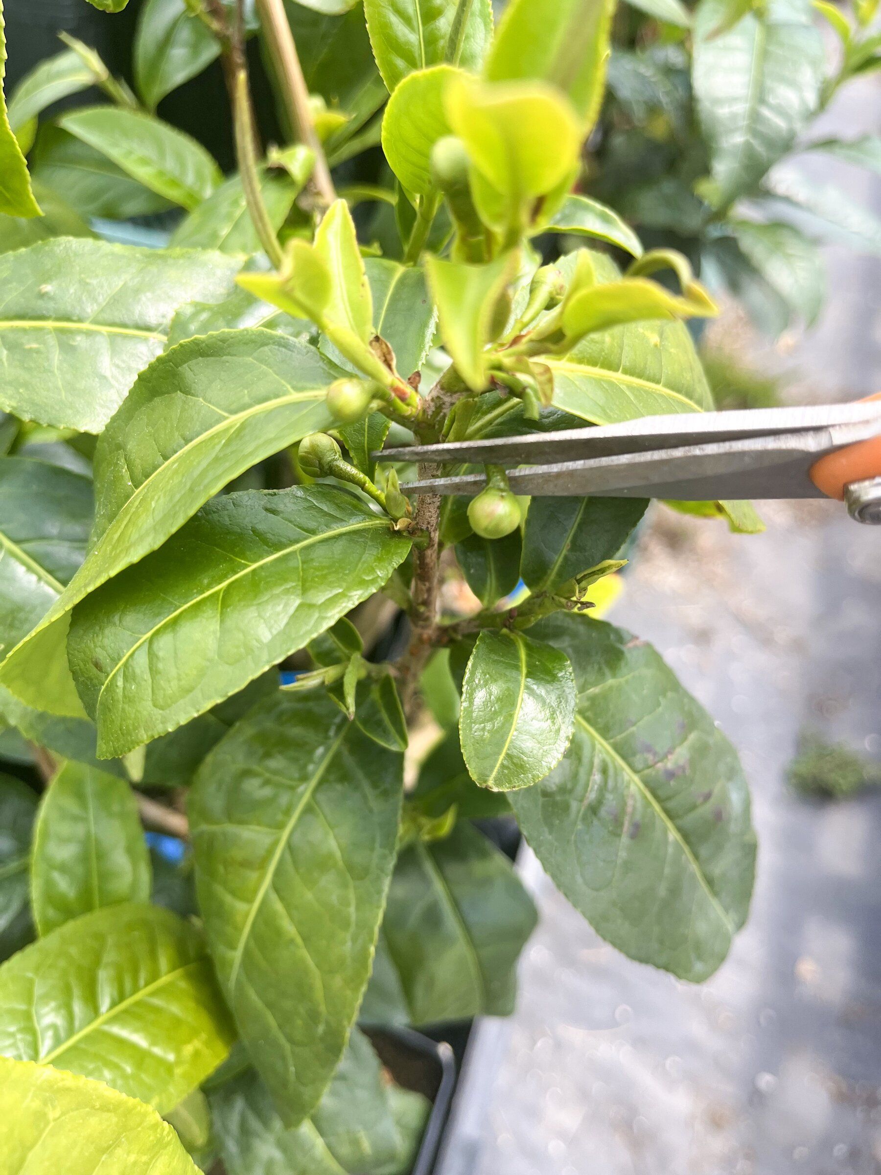 Embrace the quiet charm of growing your own tea | The Seattle Times