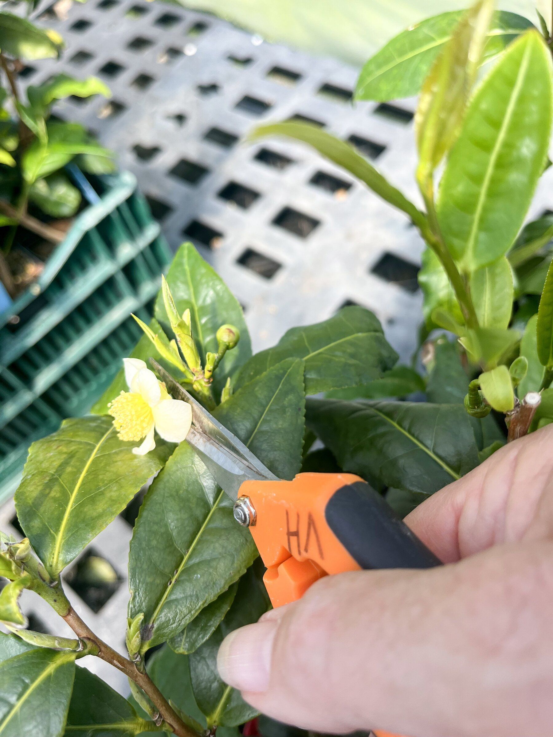 Embrace the quiet charm of growing your own tea | The Seattle Times