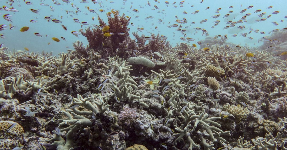 Great Barrier Reef records largest annual coral loss in 39 years | The ...