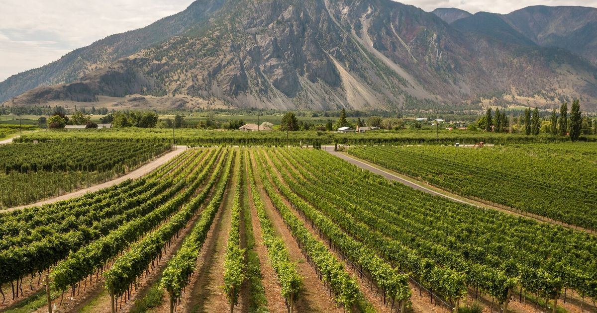WA vineyards saved B.C. wineries. Now a future deal is up in the air ...