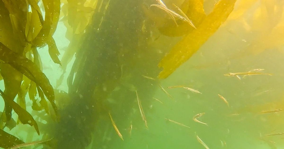 Restoring bull kelp is critical in the fight to save Puget Sound | The ...