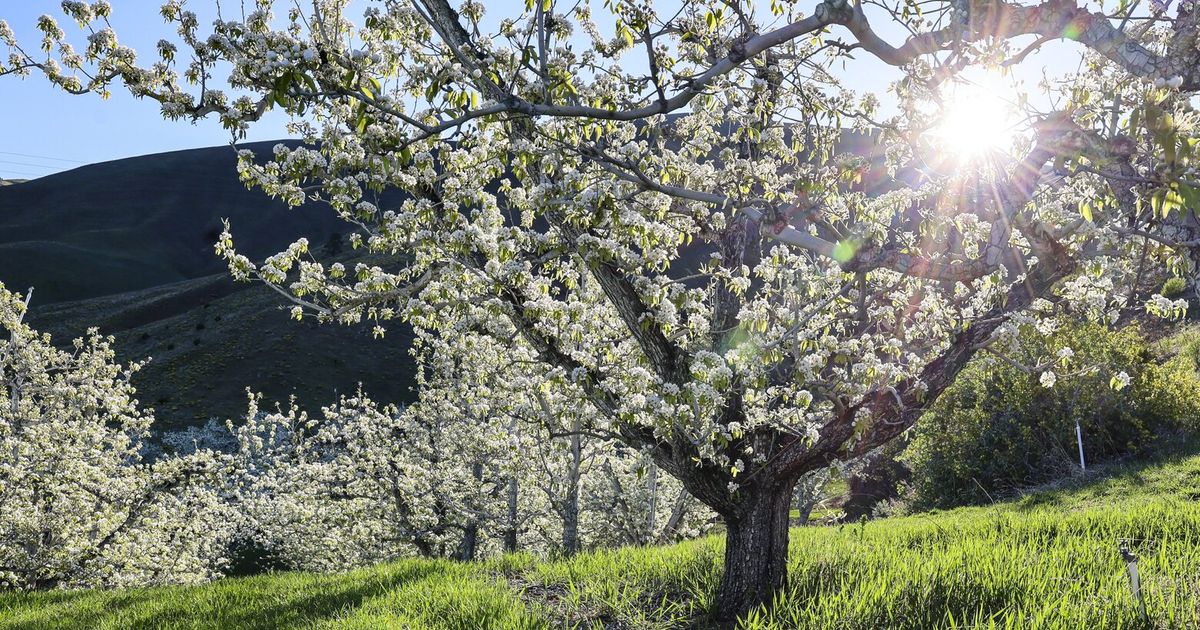 WA’s Wenatchee River Valley is the perfect place to grow pears | The ...