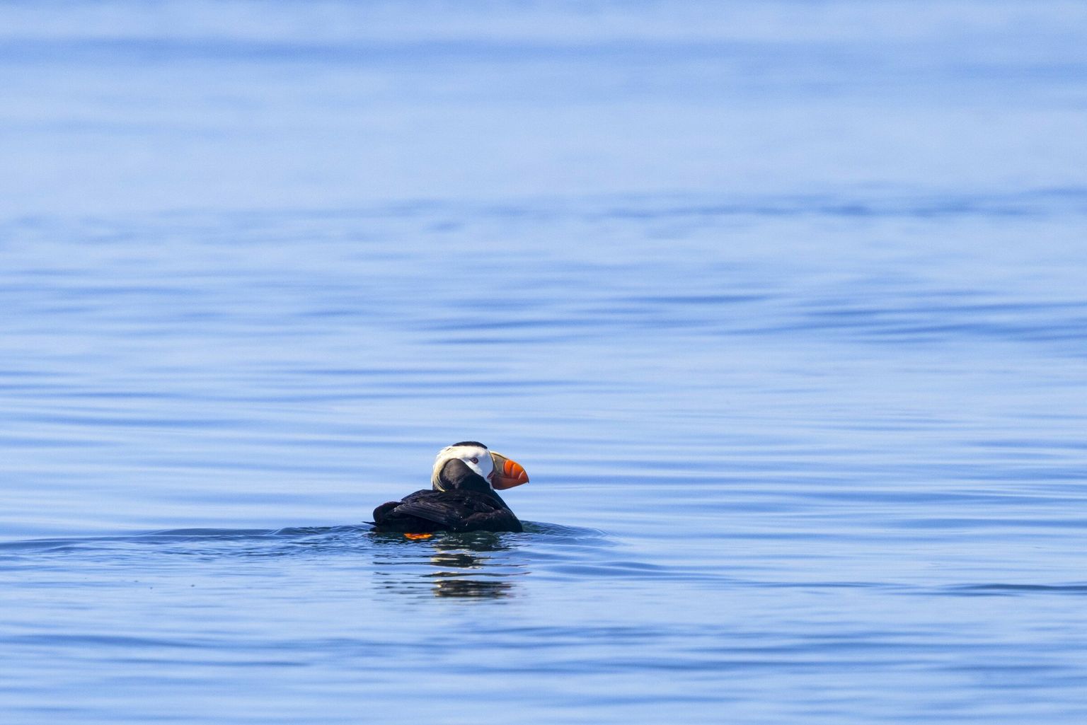 A PNW bird is in mysterious decline. Two Salish Sea islands hold clues ...