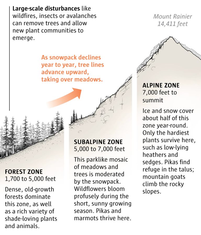 6 ways WA’s warming mountains are changing — and what could be lost ...