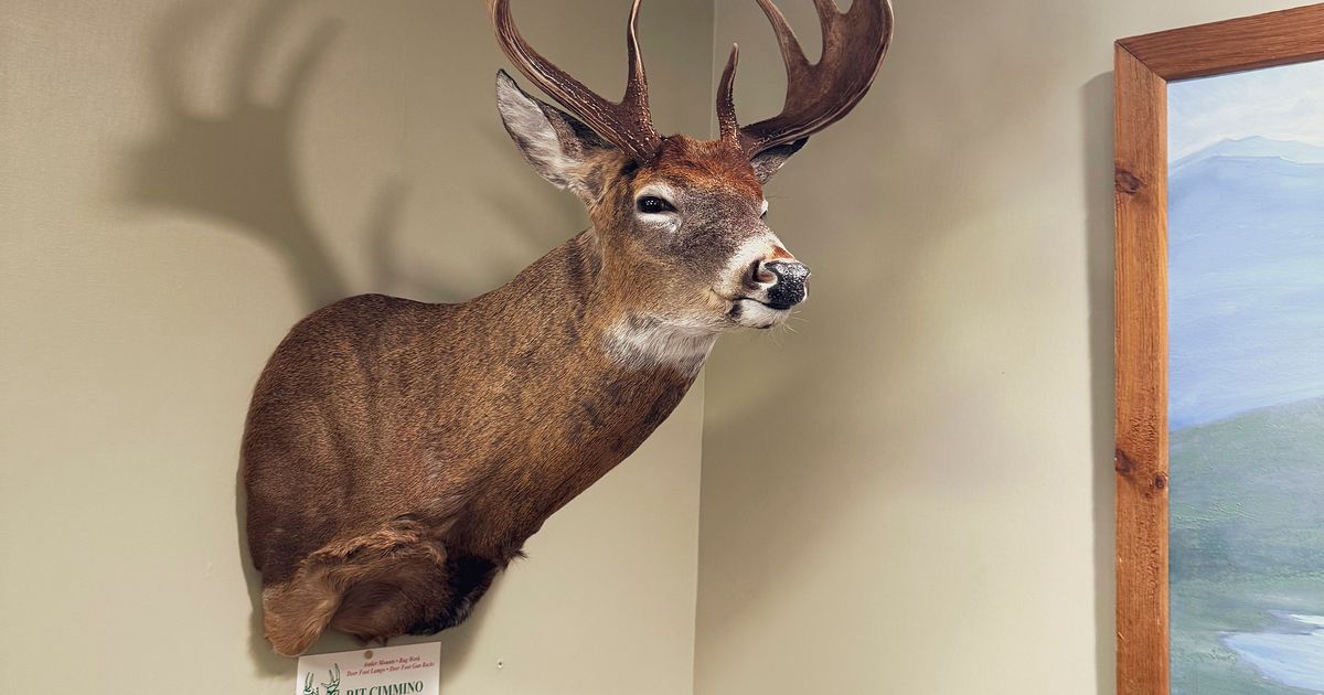 Who killed King Louie? The mystery of a prize buck’s death | The ...