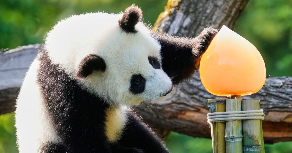 Photos show twin giant panda cubs celebrating their first birthday in ...