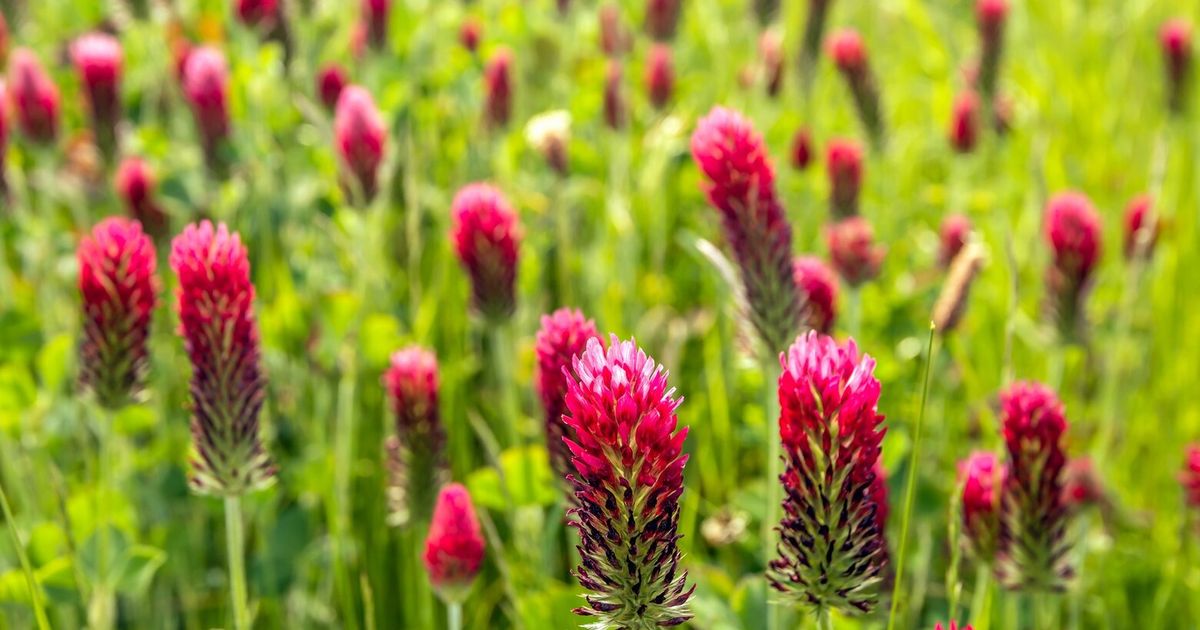 Give your garden an autumn boost for a spring bonanza | The Seattle Times