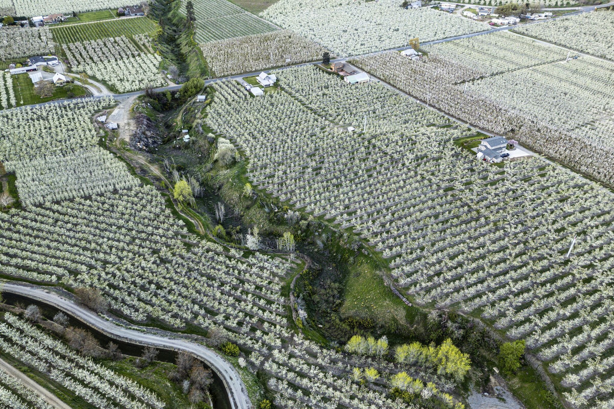 WA’s Wenatchee River Valley is the perfect place to grow pears | The ...