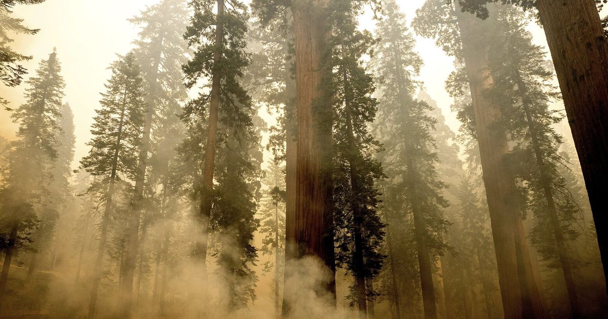 Grove of giant sequoia trees burns in California’s Sierra National ...