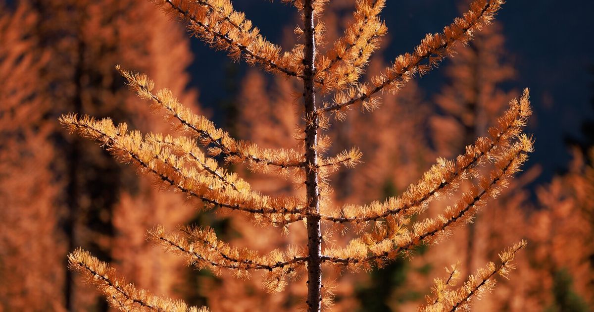 5 underrated WA larch hikes to do during the fleeting golden season ...