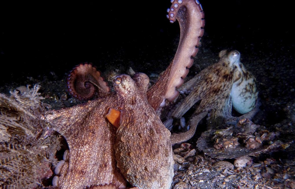 Fans bid farewell to beloved California octopus Ghost as she cares for ...