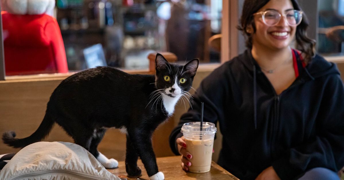 Seattle’s themed cafes bring together cat lovers, sci-fi fans and more ...