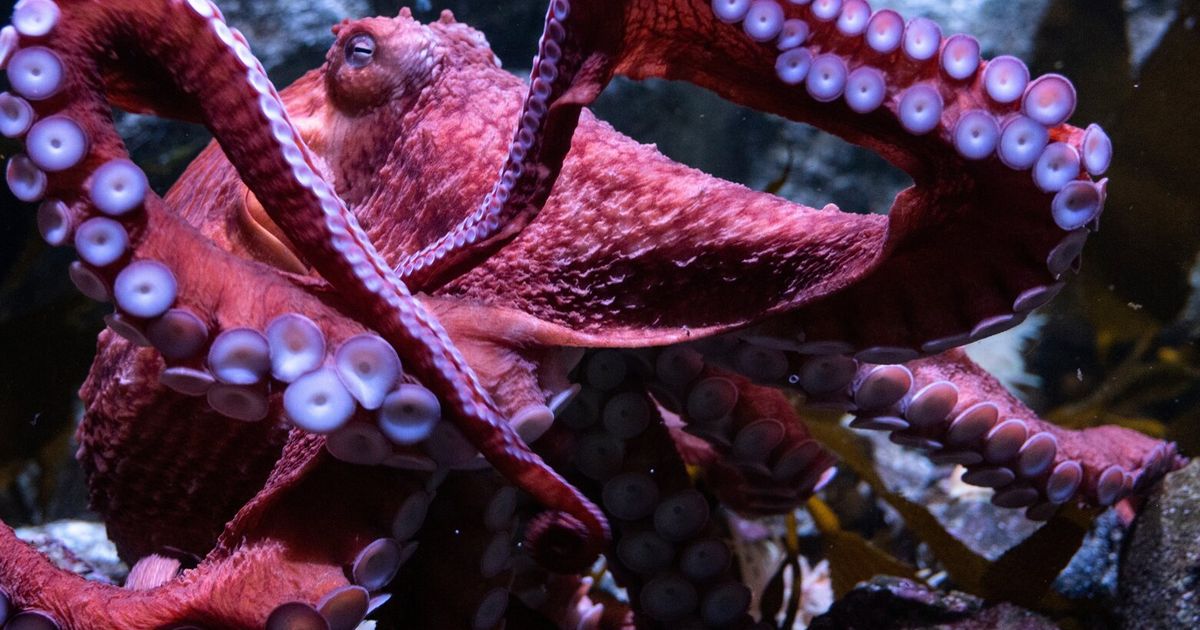 Fans bid farewell to beloved California octopus Ghost as she cares for ...