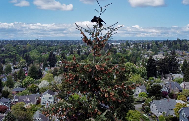 Editorials | The Seattle Times